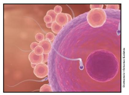 Chapter Four - God Continues to Create Through Human Procreation | Fred ...